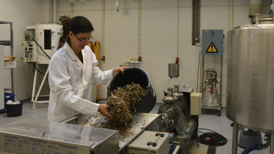 Grass fibres offer alternative to single-use plastic | COM.PACK.news